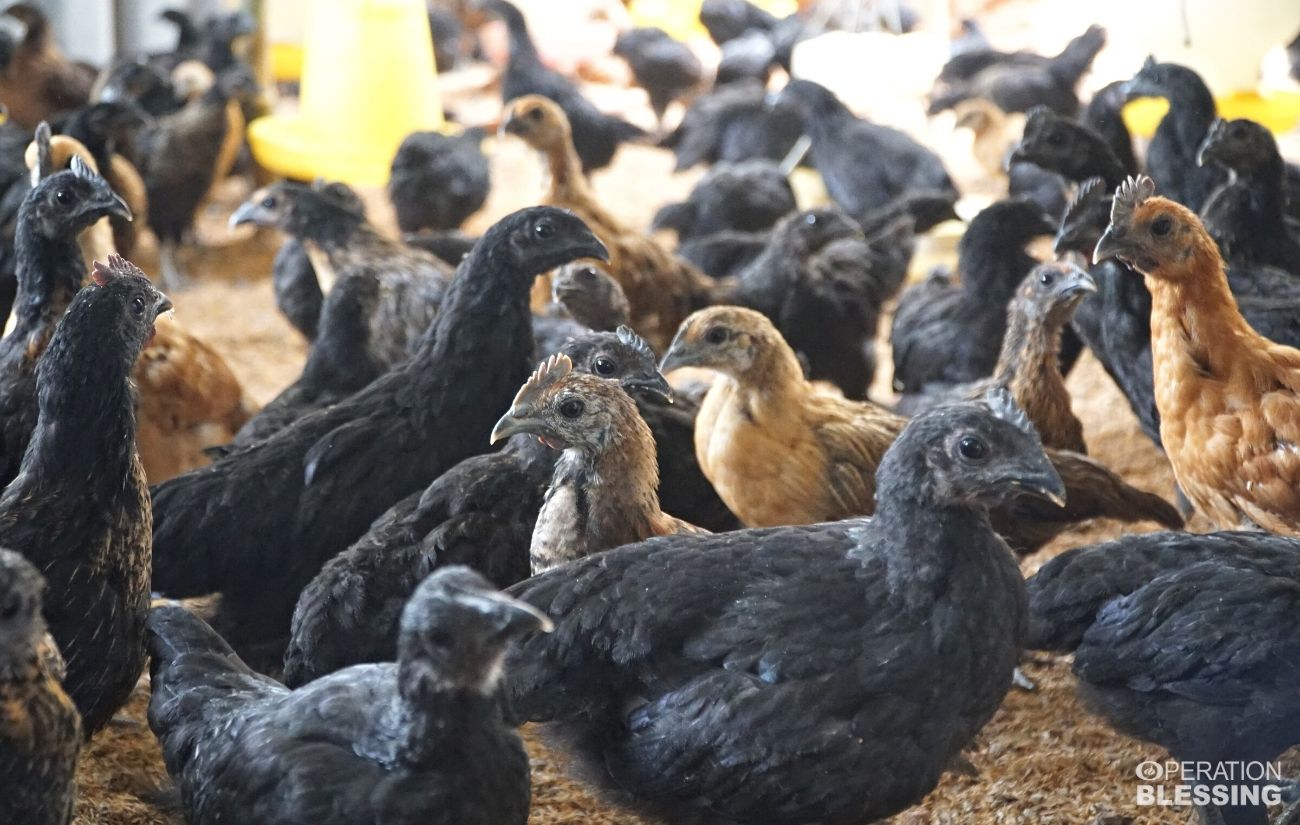 Love and Chickens Help a Family Fight Hunger - Operation Blessing